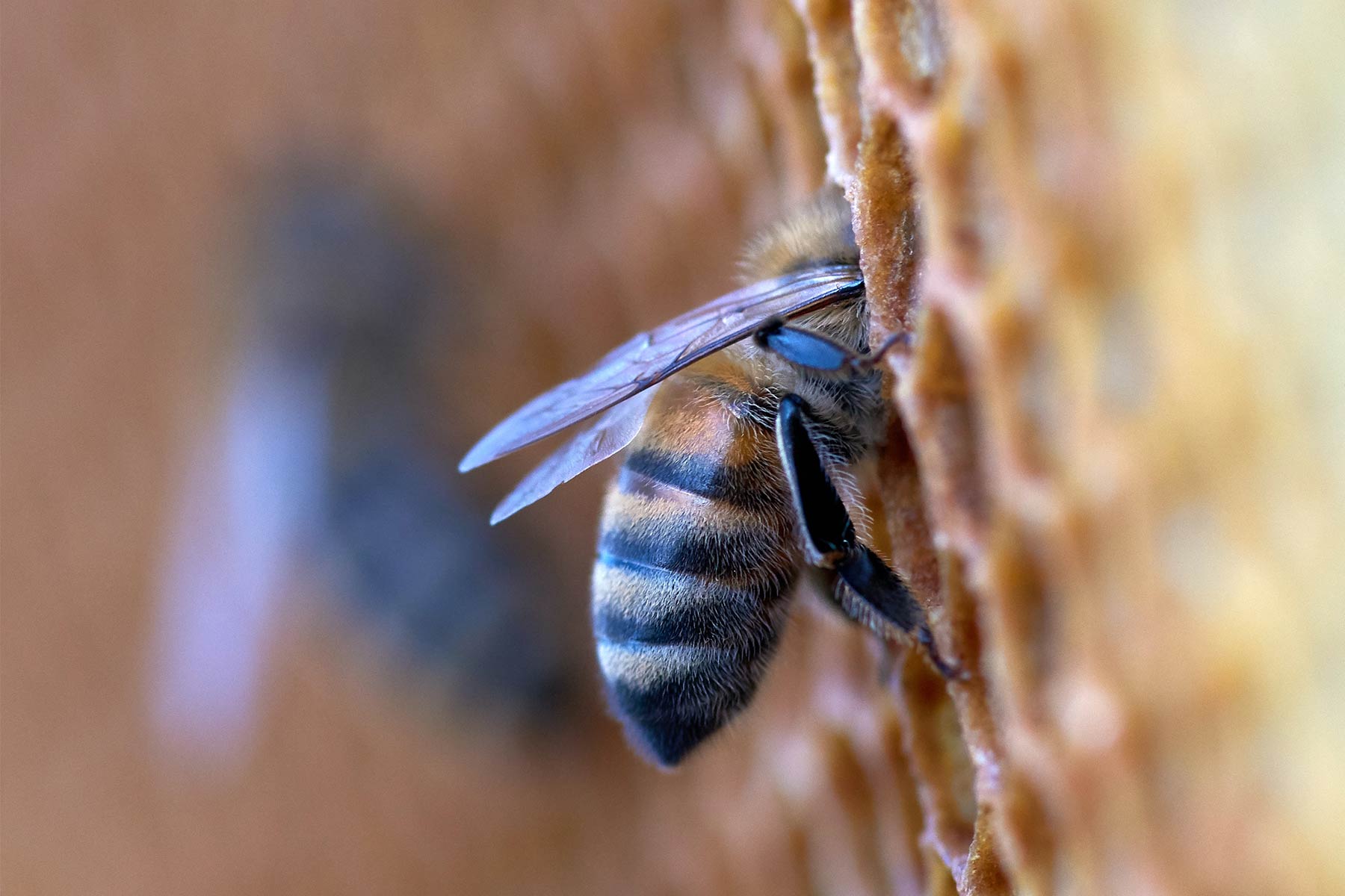 National Science Challenge - Biological Heritage NZ
