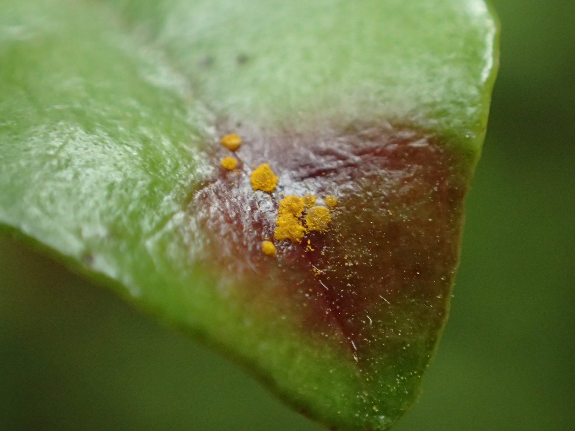 Myrtle Rust Found On Aotea Biological Heritage National Science
