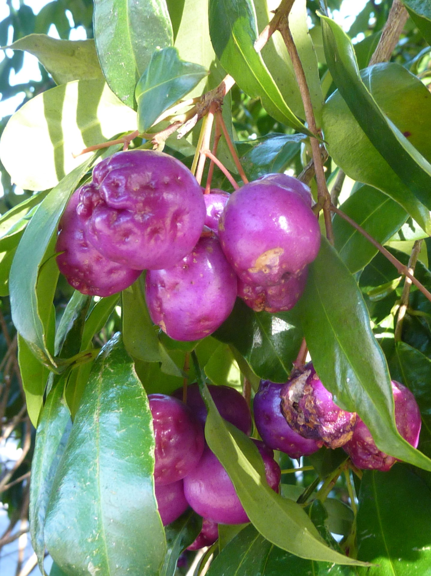 What’s in a name? Demystifying lilly pilly hedges - Biological Heritage ...