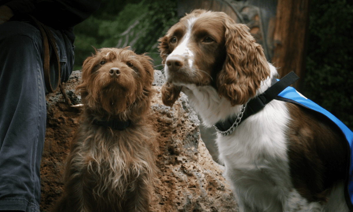 Joy and synchrony: the making of Kauri K9s - Biological Heritage NZ