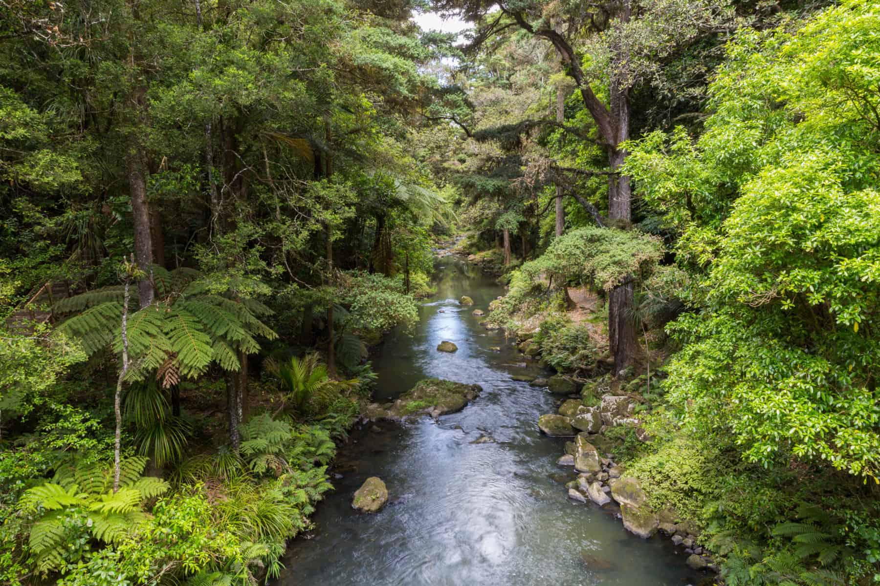 A clearer outlook on the future of plant invasions - Biological Heritage NZ