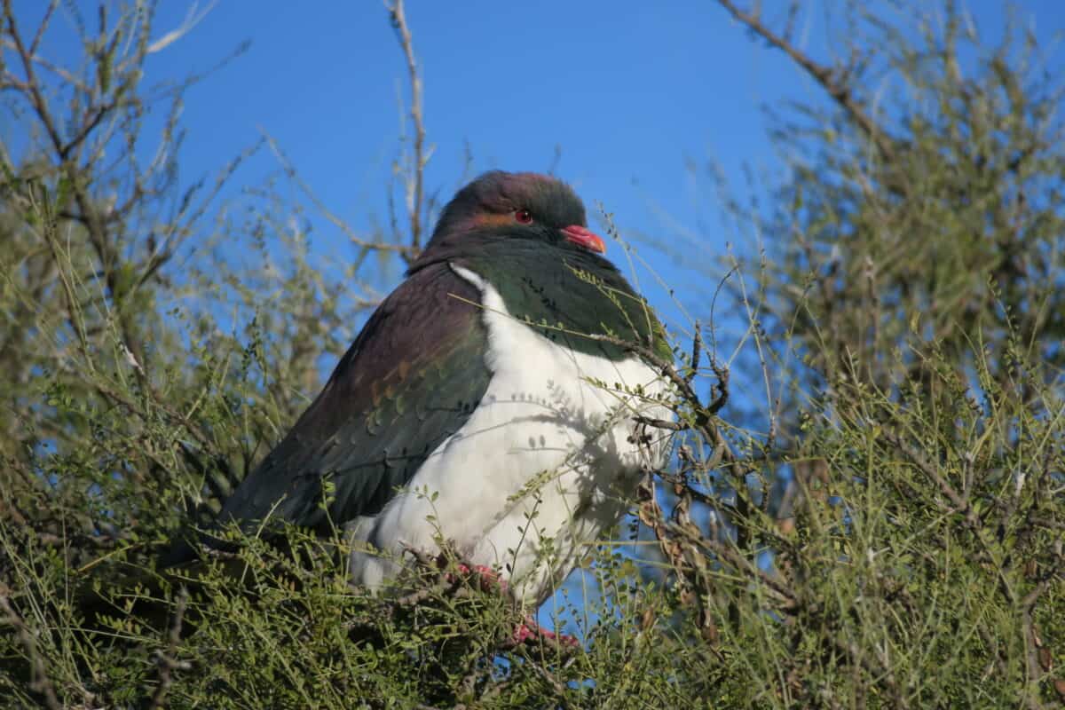 Te Kura Huna o Te Urewera (The Hidden Treasure of Te Urewera ...