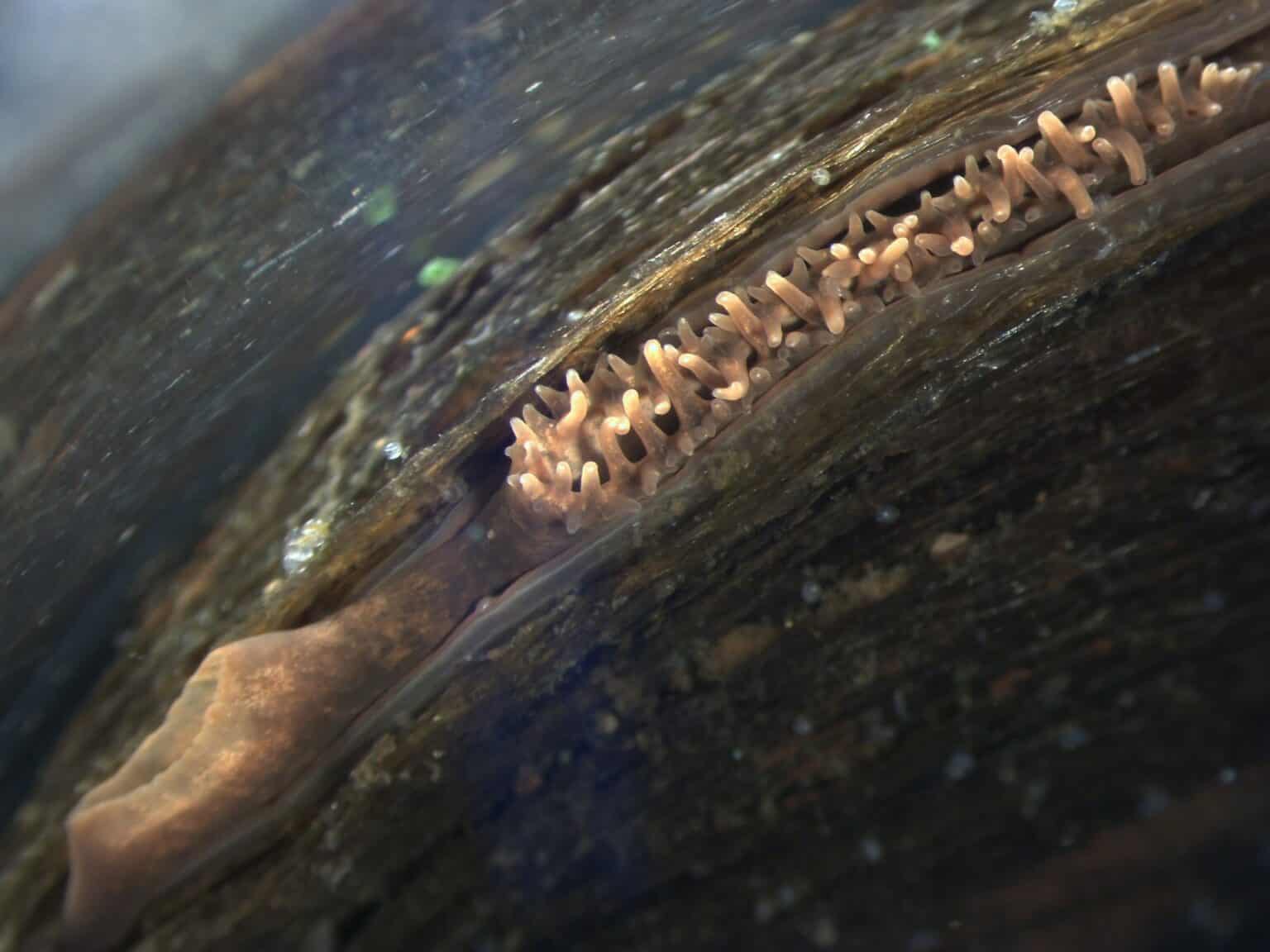 In response to invasive aquatic weeds, should freshwater mussels go ...