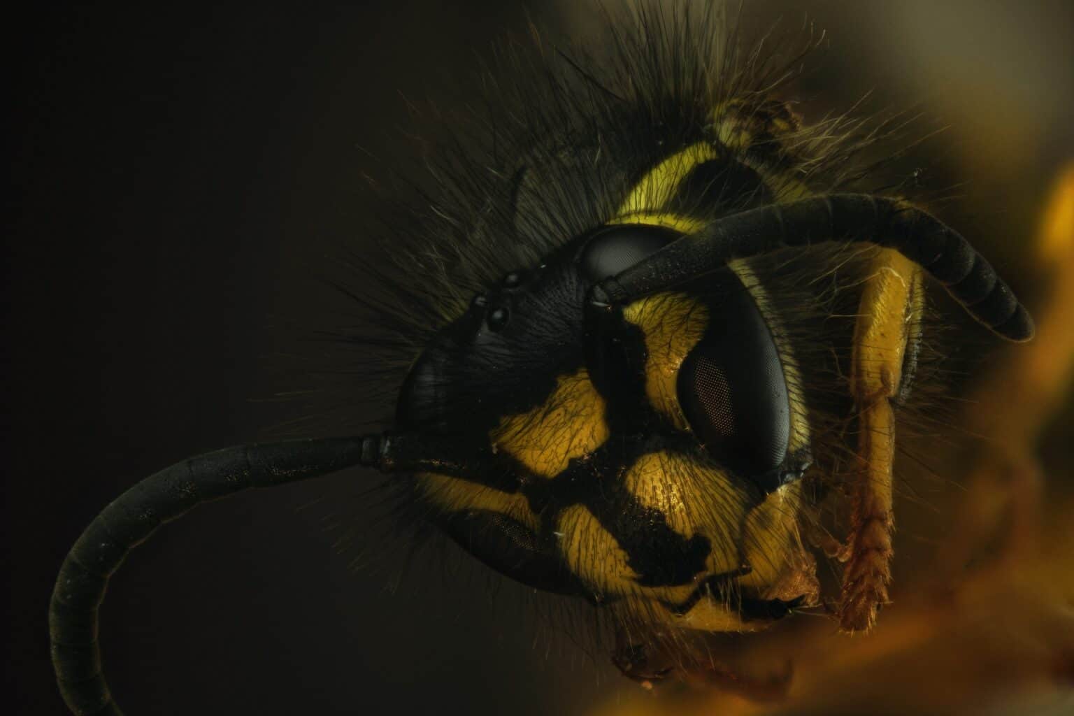 Genetic pest controls and how they sit with Māori - Biological Heritage NZ