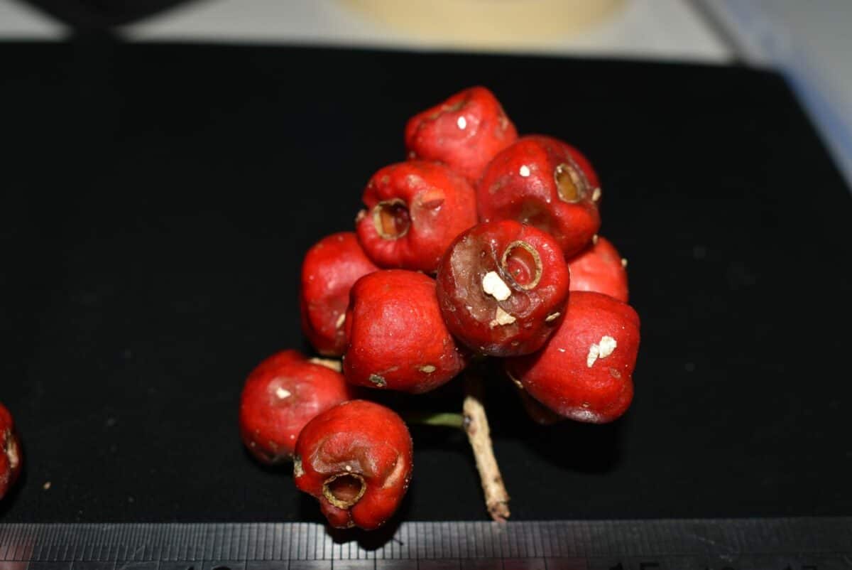 June 2022 newsletter - Biological Heritage NZ