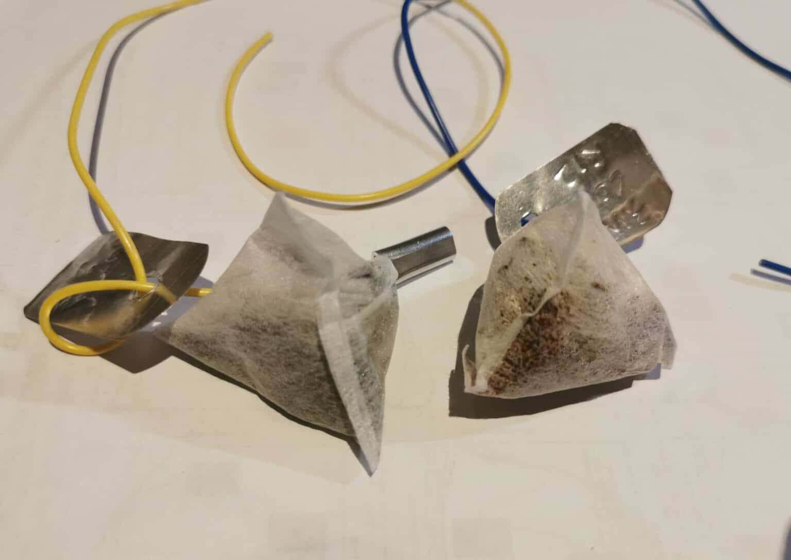 Master's student brings Tea Bag Index method to kauri forests ...