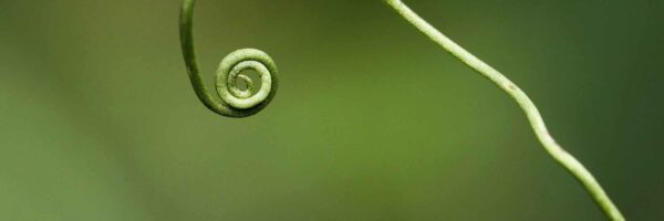 Mātauranga Māori Framework For Surveillance Mmfs For Plant Pathogens 2389