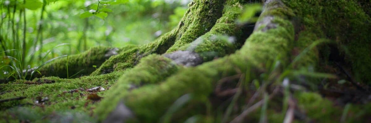 Native Biodiversity of Aotearoa Illustration – Biological Heritage NZ