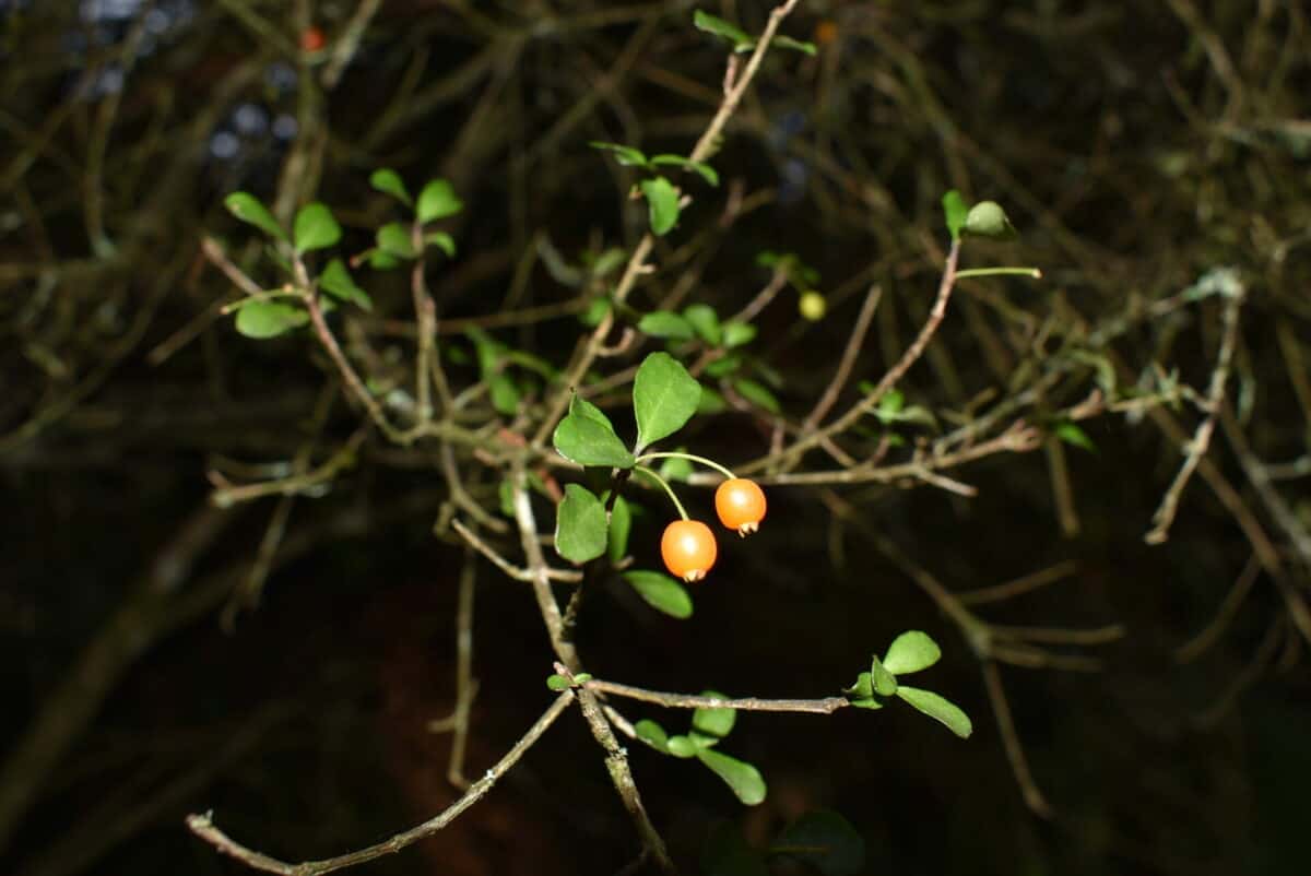 Publishing news: Lessons learned from complicated seeds - Biological ...