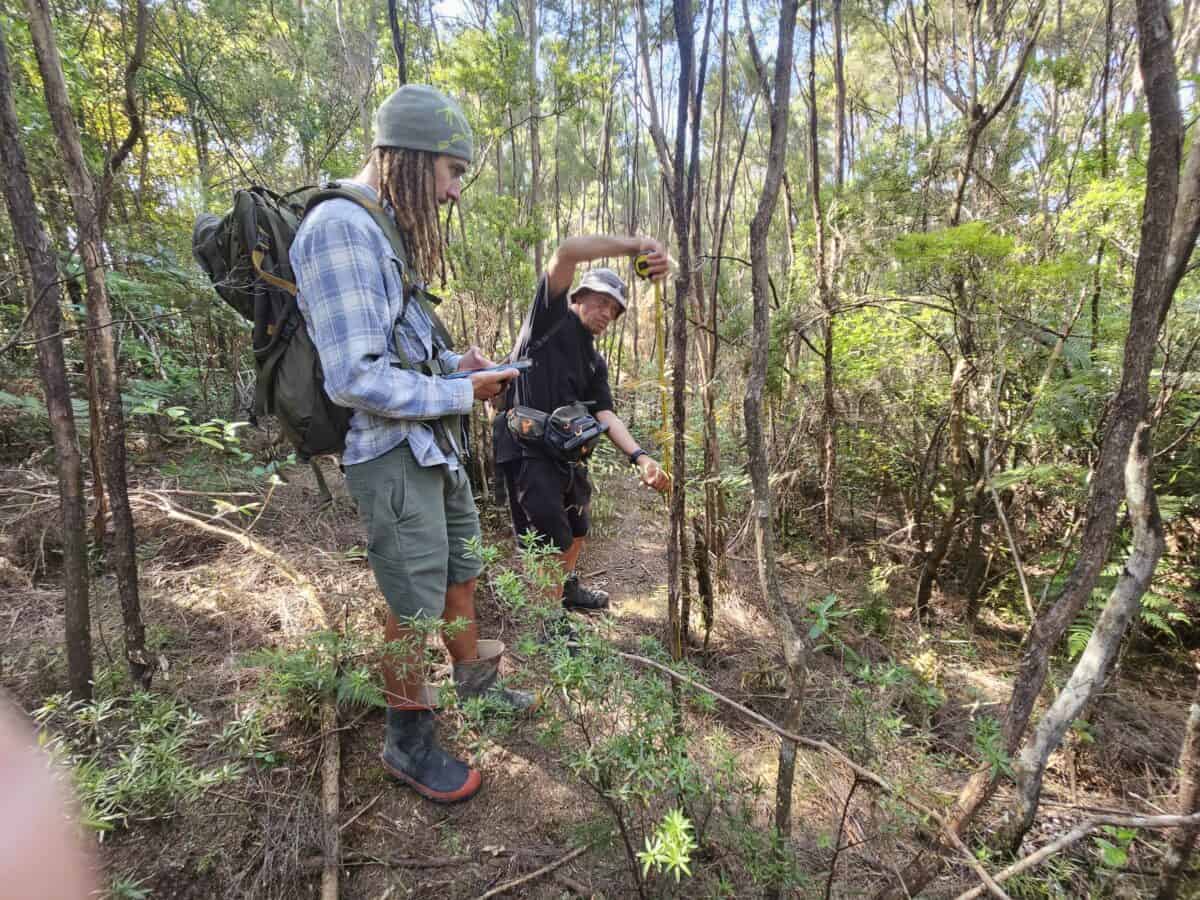 Tipu o te Kauri ready to monitor spring bud development - Biological ...