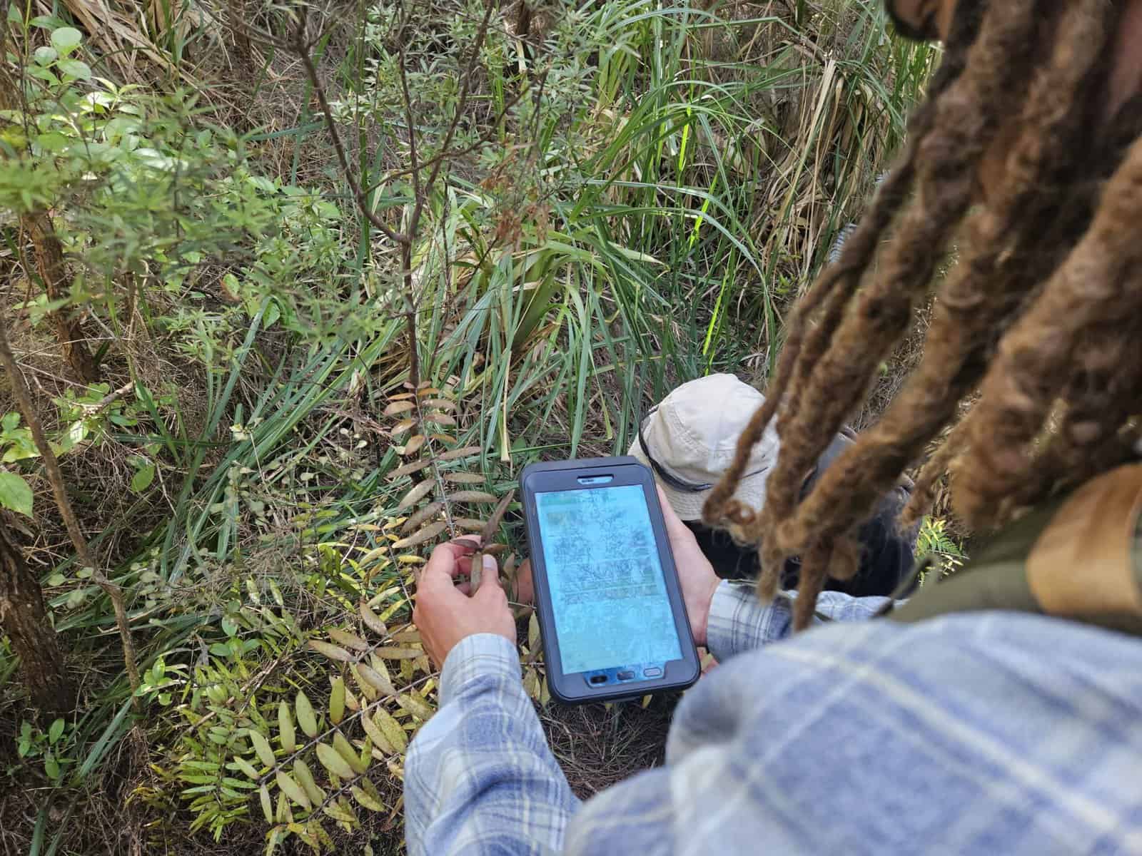 Tipu o te Kauri ready to monitor spring bud development - Biological ...