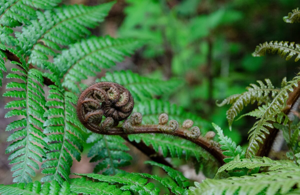 National Science Challenge - Biological Heritage NZ