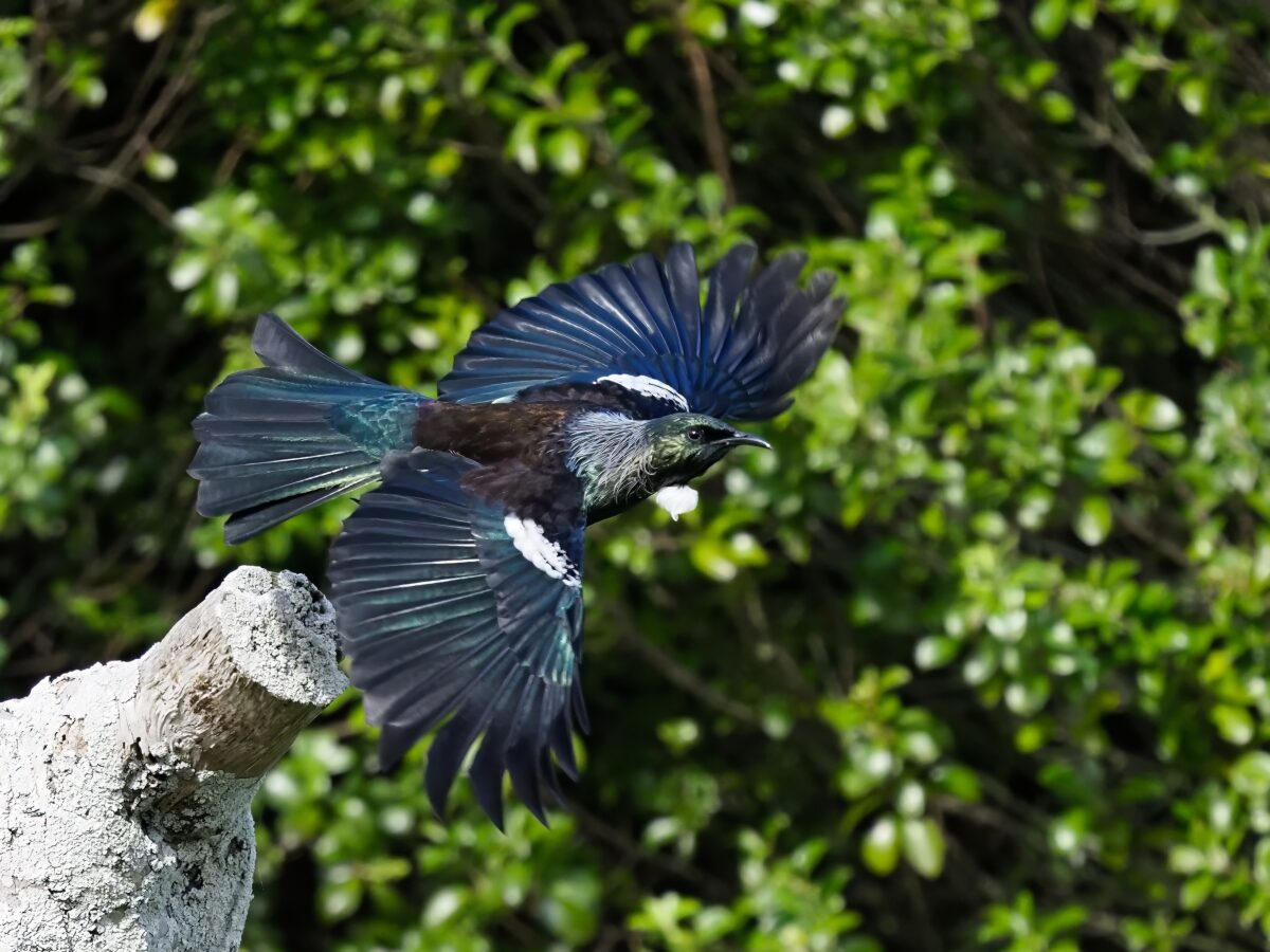 Supporting Architecture – Biological Heritage NZ