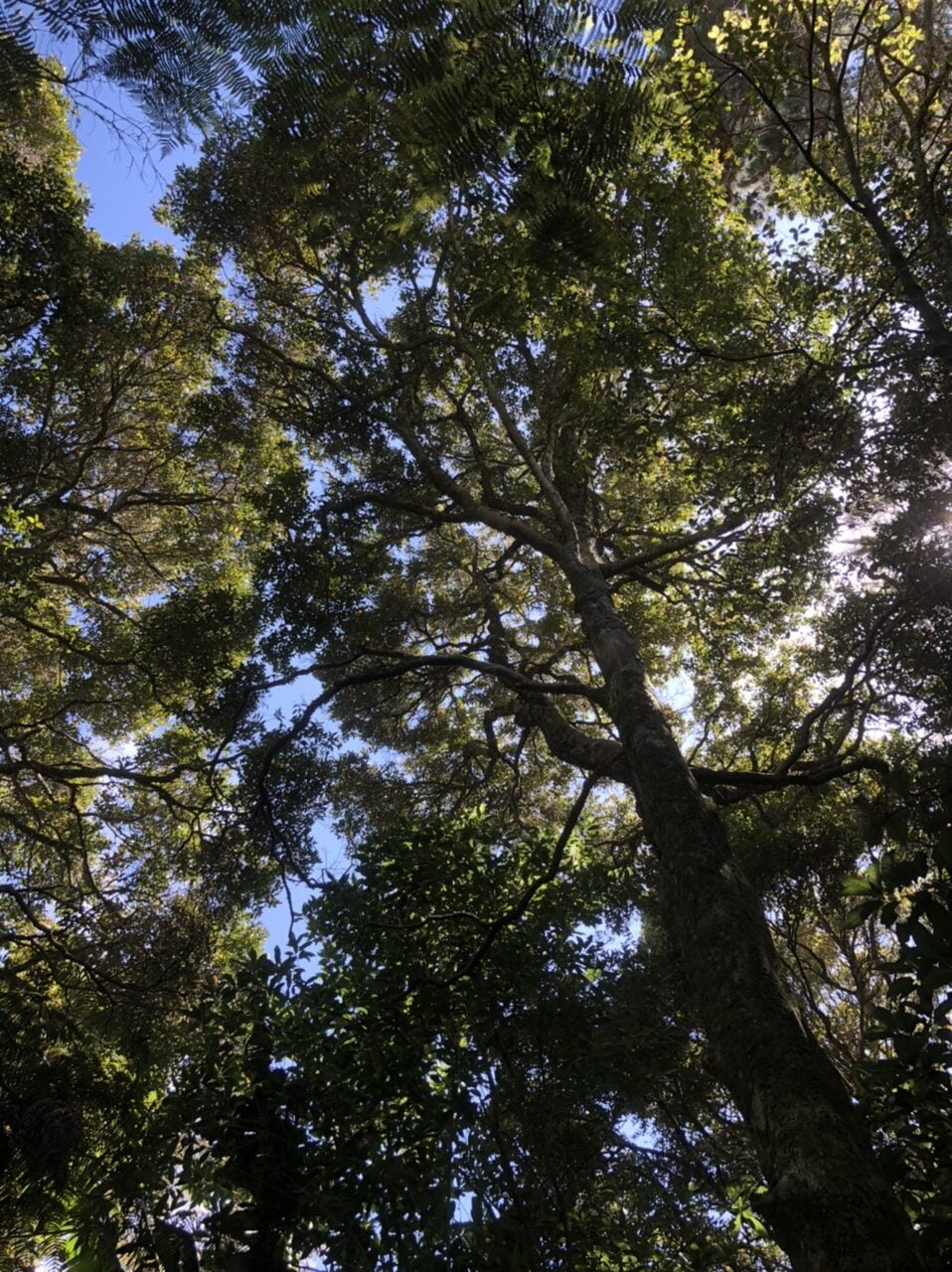 New maps for swamp maire restoration coming soon - Biological Heritage NZ