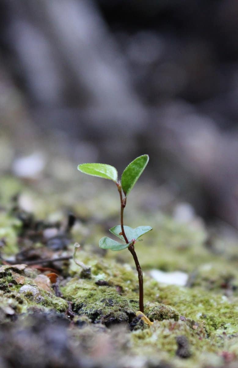 The future is seedy for ex situ plant conservation in Aotearoa ...